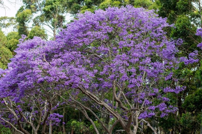 Jacaranda Tree in a Full Bloom with Beautiful Purple Flowers Stock ...