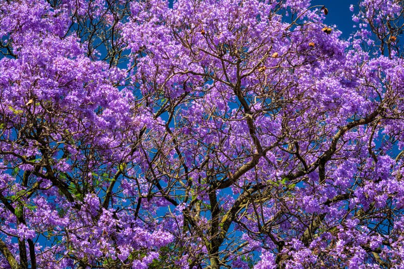 Jacaranda Tree in Full Bloom with Purple Flowers Against a Deep Blue Sky Stock Photo - Image of ...