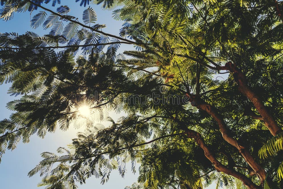 Jacaranda Tree and Golden Sun Flare Stock Photo - Image of botanical ...