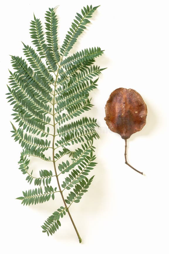 Jacaranda Tree Leaf and Seed Pod Close-up Isolated on a White ...