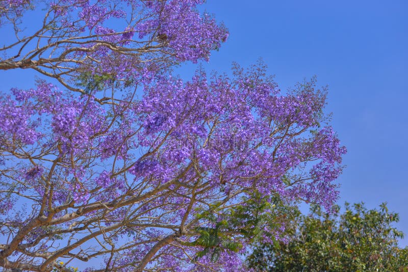 Jacaranda Tree in Maui, Hawaii Stock Photo - Image of produce, bloom ...