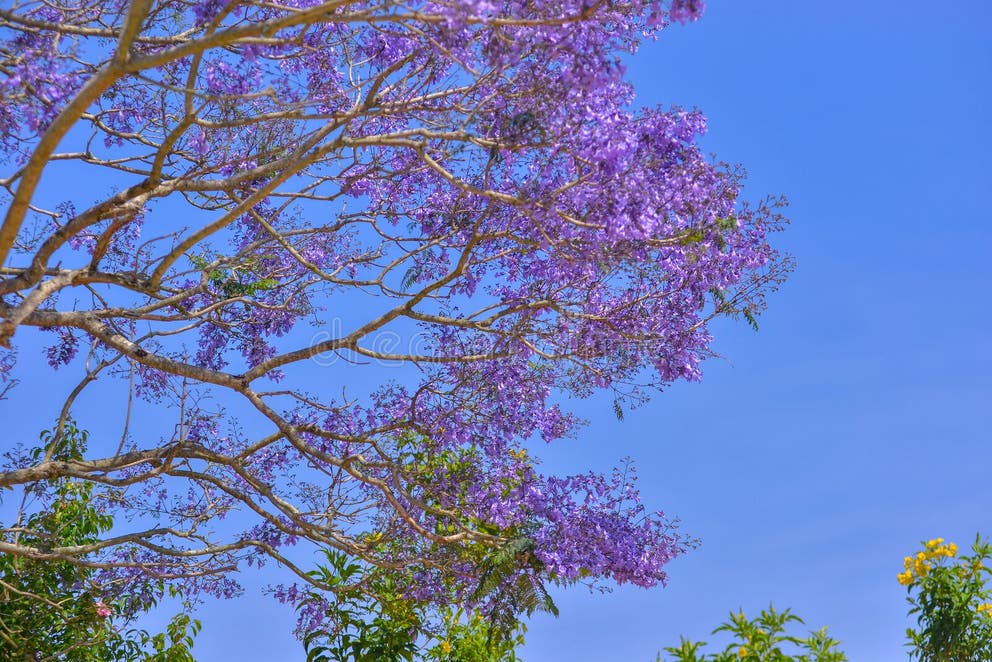 Jacaranda Tree in Maui, Hawaii Stock Image - Image of tree, lilac ...