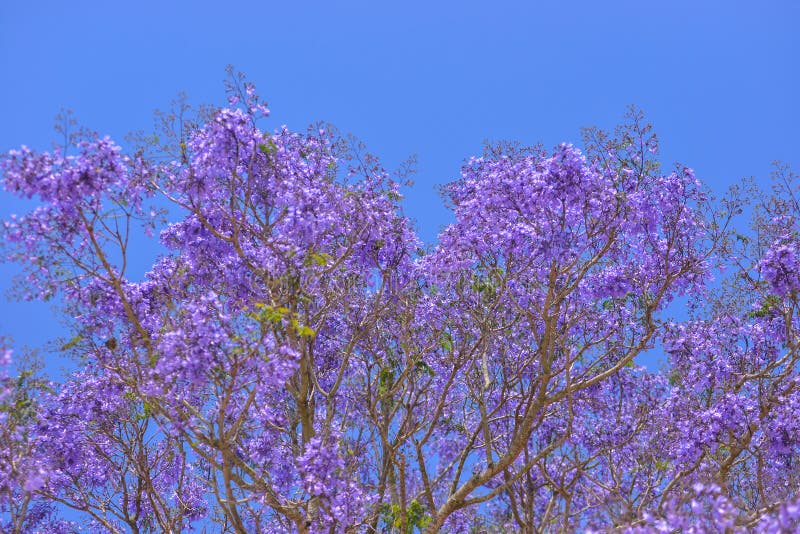 Jacaranda Tree in Maui, Hawaii Stock Image - Image of flowering, blue ...