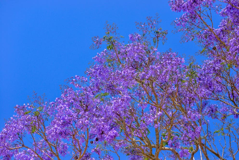 Jacaranda Tree in Maui, Hawaii Stock Photo - Image of wildflower, bloom ...