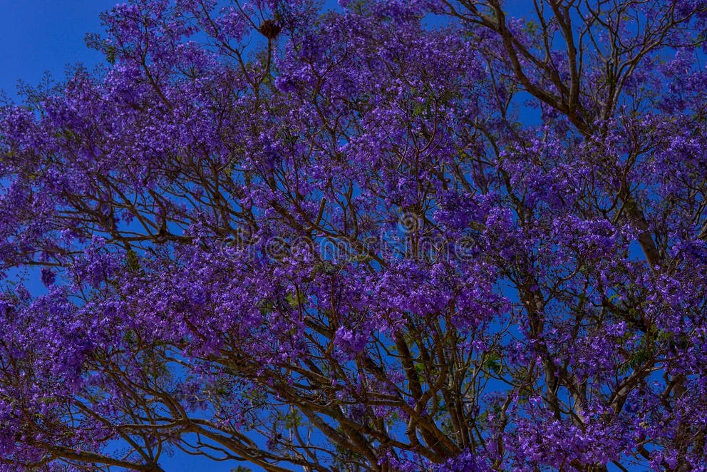 Jacaranda Tree in Maui, Hawaii Stock Image - Image of leaf, hawaii ...