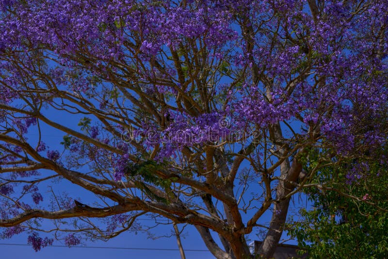 Jacaranda Tree in Maui, Hawaii Stock Image - Image of photograph, lilac ...