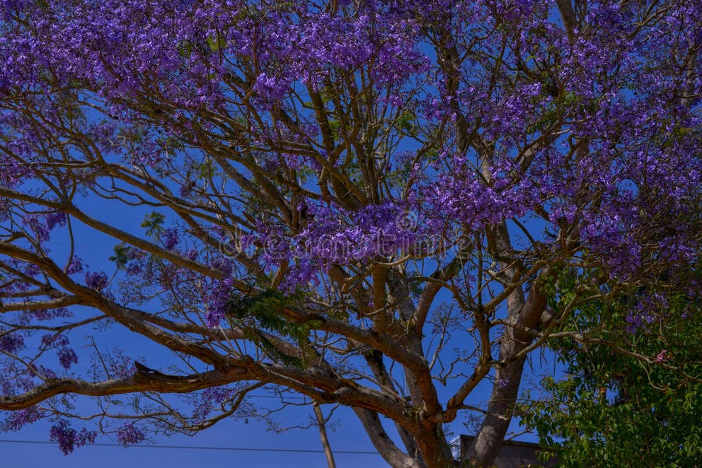 Jacaranda Tree in Maui, Hawaii Stock Image - Image of photograph, lilac ...