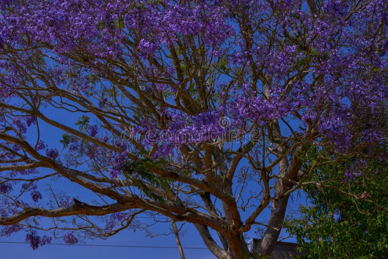 Jacaranda Tree in Maui, Hawaii Stock Image - Image of purple, produce ...