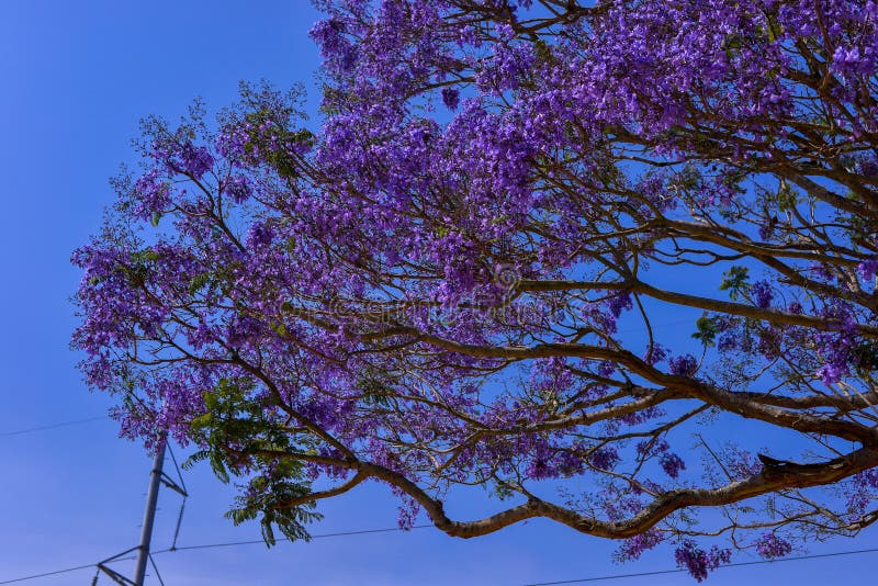 Jacaranda Tree in Maui, Hawaii Stock Photo - Image of garden, shrub ...