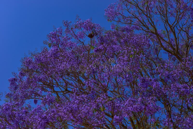 Jacaranda Tree in Maui, Hawaii Stock Image - Image of purple, flower ...