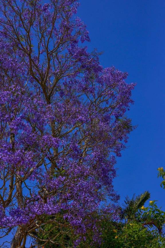 Jacaranda Tree in Maui, Hawaii Stock Image - Image of color, nature ...