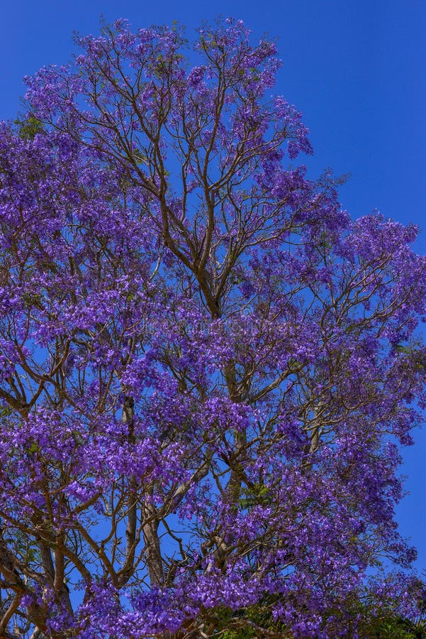 Jacaranda Tree in Maui, Hawaii Stock Photo - Image of haleakala ...