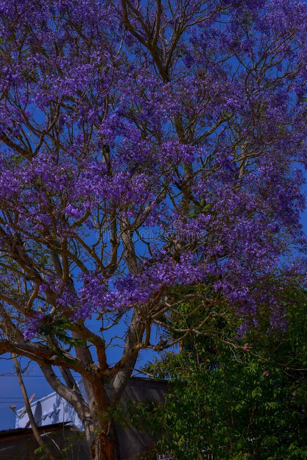 Jacaranda Tree in Maui, Hawaii Stock Image - Image of hawaii, nature ...