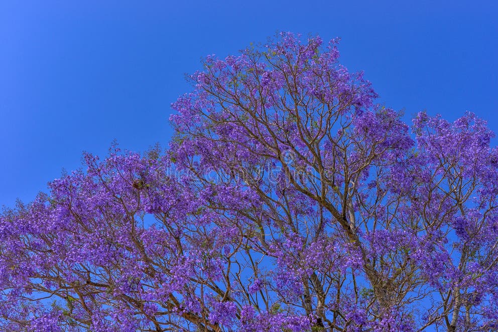 Jacaranda Tree in Maui, Hawaii Stock Image - Image of maui, purple ...