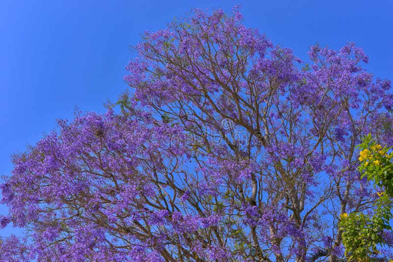 Jacaranda Tree in Maui, Hawaii Stock Photo - Image of outdoors ...