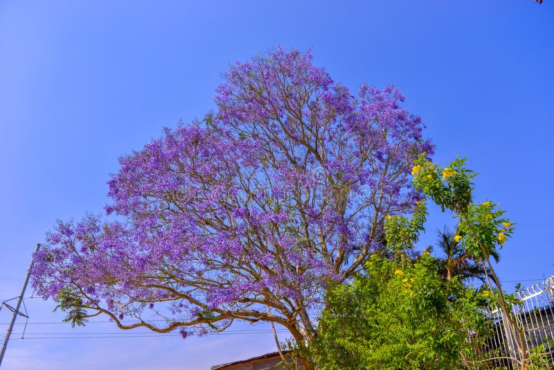 Jacaranda Tree in Maui, Hawaii Stock Photo - Image of blue, produce ...