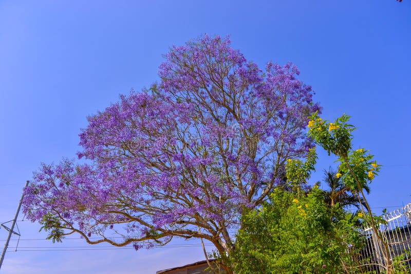 Jacaranda Tree in Maui, Hawaii Stock Image - Image of purple, plant ...