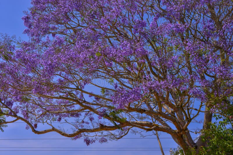 Jacaranda Tree in Maui, Hawaii Stock Photo - Image of hawaii, park ...