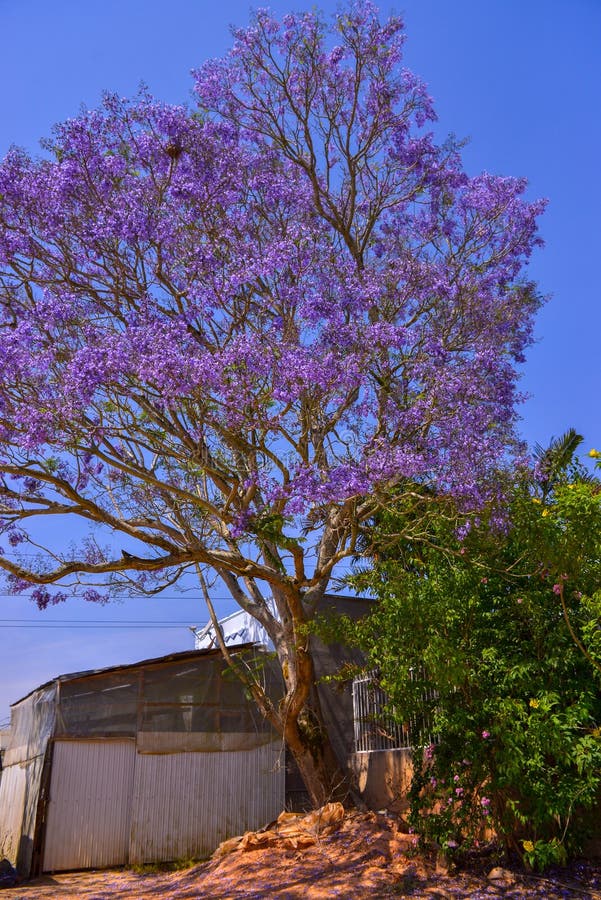 Jacaranda Tree in Maui, Hawaii Stock Image - Image of flowers, leaf ...