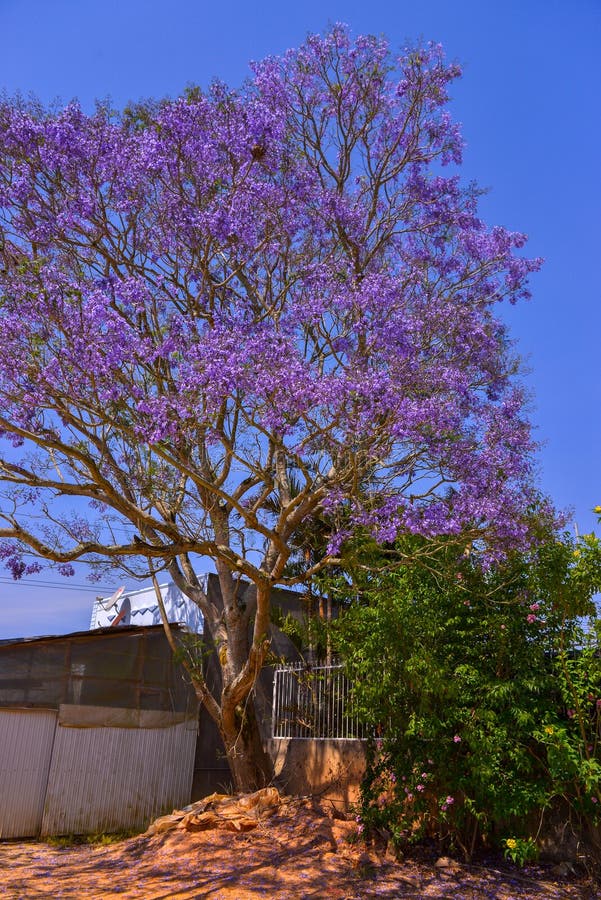 Jacaranda Tree in Maui, Hawaii Stock Image - Image of color, tree ...