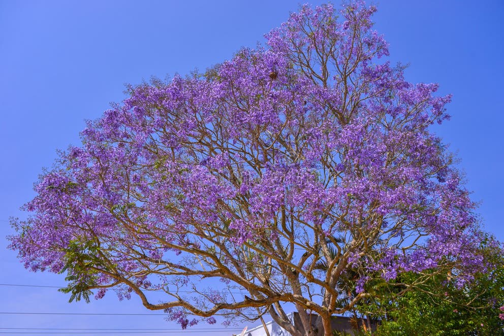 Jacaranda Tree in Maui, Hawaii Stock Photo - Image of leaf, haleakala ...