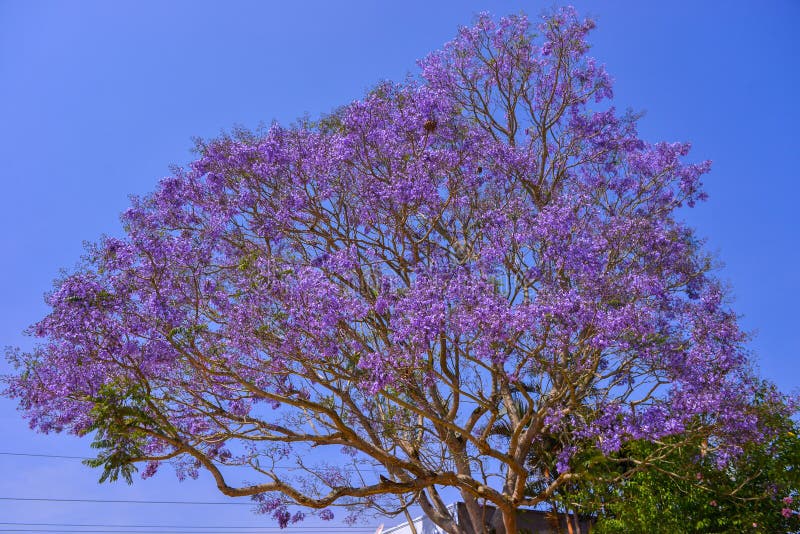 Jacaranda Tree in Maui, Hawaii Stock Photo - Image of purple ...