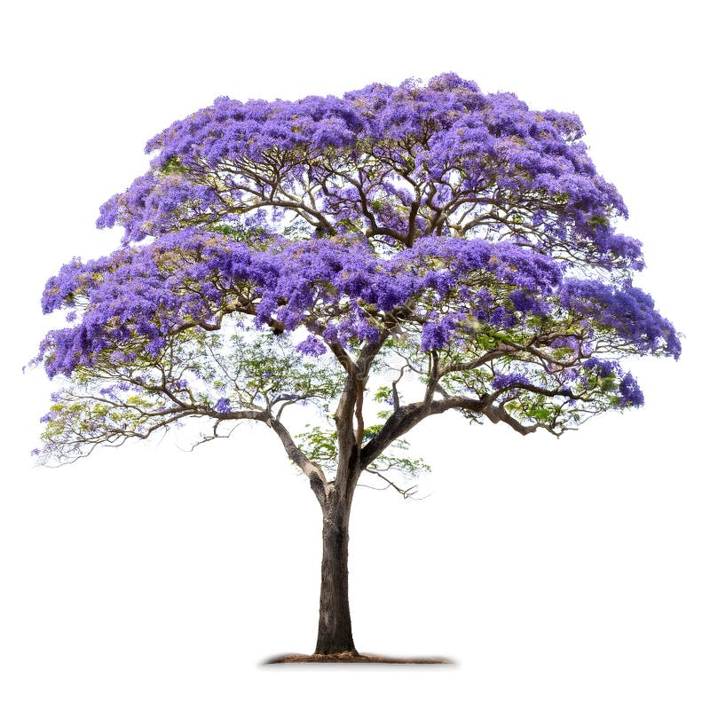 Jacaranda Tree Purple Flower on White Background with Closed Up. Stock ...