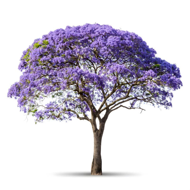 Jacaranda Tree Purple Flower on White Background with Closed Up. Stock ...