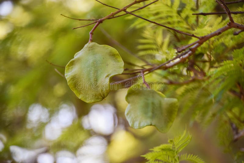 108 Jacaranda Tree Pod Stock Photos - Free & Royalty-Free Stock Photos ...
