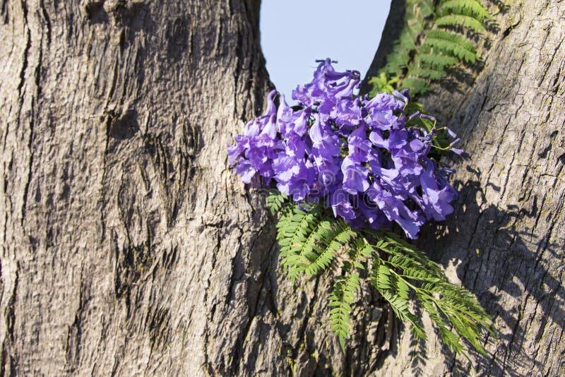 Jacaranda Tree Trunk with Small Flowers and Sky Stock Photo - Image of ...