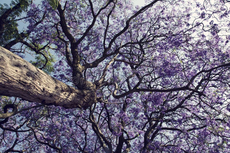 Jacaranda Tree Trunk with Small Flowers and Sky Stock Photo - Image of ...