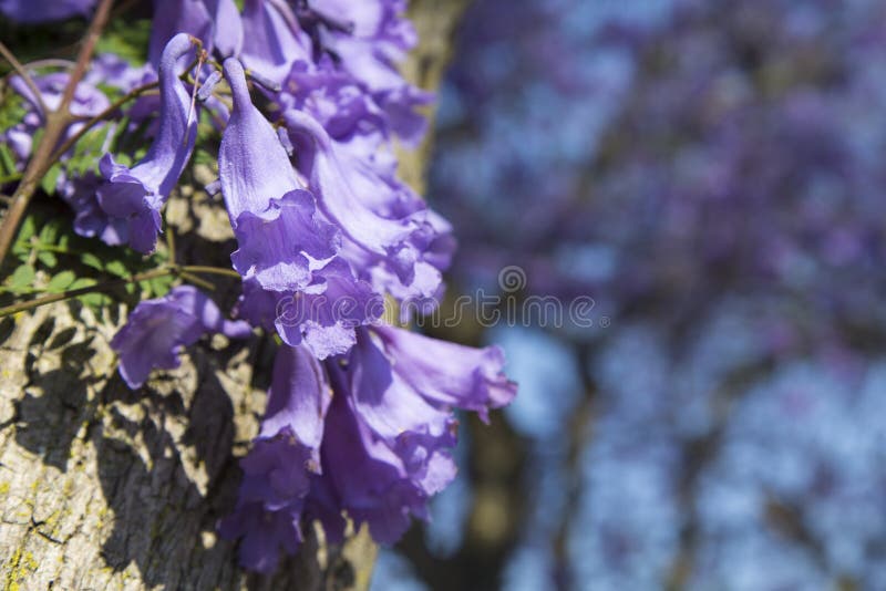 Jacaranda Tree Trunk with Small Flowers and Sky Stock Photo - Image of ...