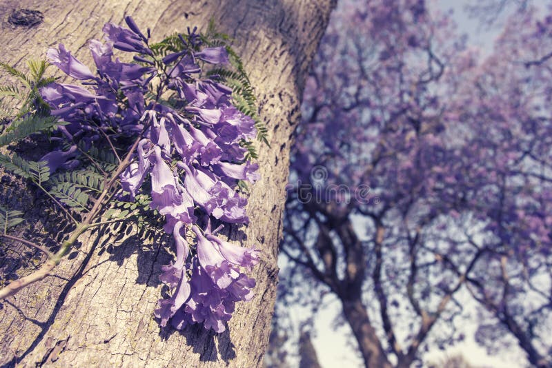 Jacaranda Tree Trunk with Small Flowers and Sky Stock Photo - Image of ...