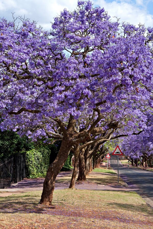 Jacaranda trees stock photo. Image of city, jacaranda - 17675842