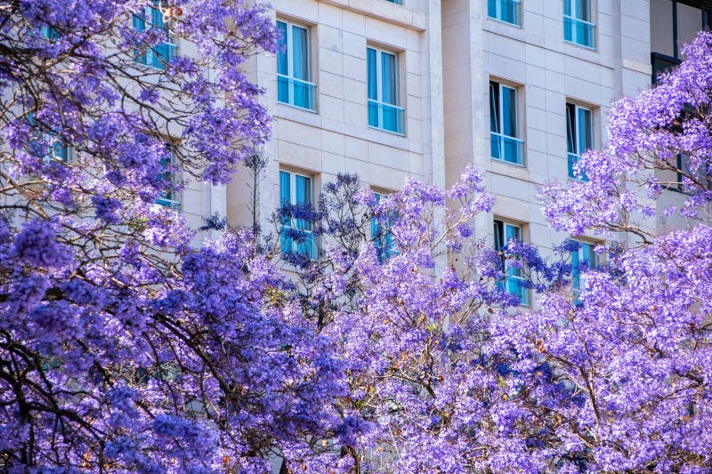 Jacaranda Trees in Bloom in Front of a Building Stock Photo - Image of plant, building: 384449564