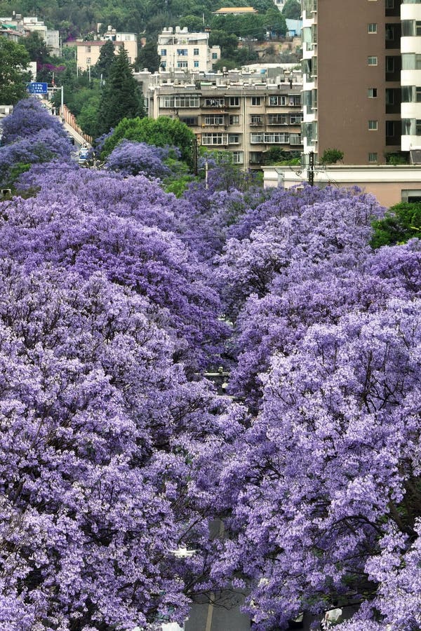 Jacaranda Trees in Full Bloom from Above Stock Photo - Image of drone ...