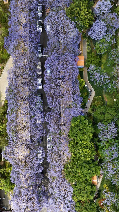 Jacaranda Trees in Full Bloom from Above Stock Photo - Image of ...