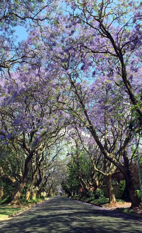 Jacaranda Trees stock image. Image of trees, suburban - 215958497