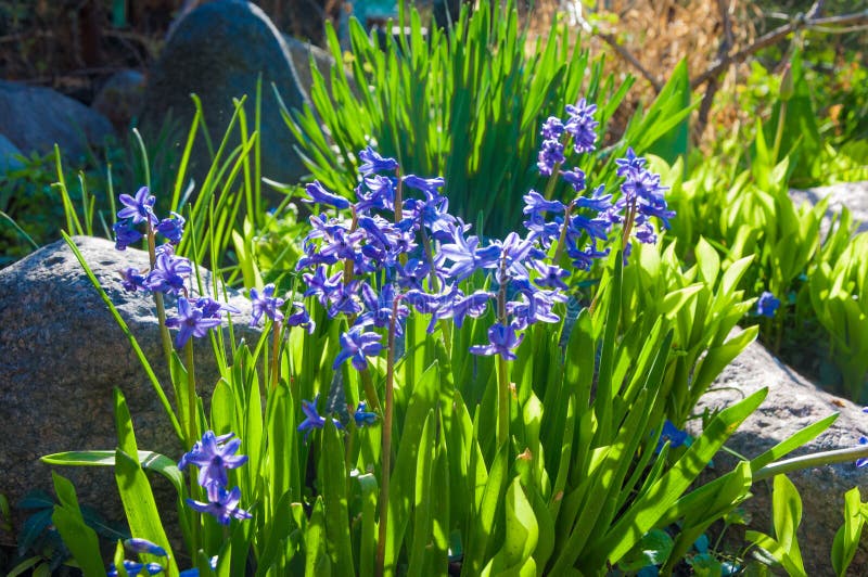 Jacinth stock photo. Image of blooming, gift, botany - 122287050