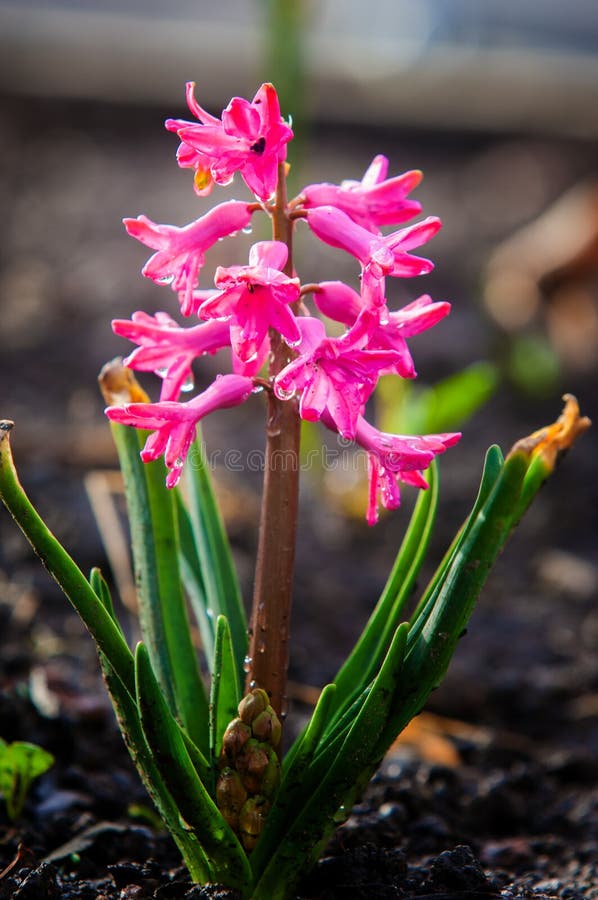 Jacinth stock photo. Image of blooming, gift, botany - 122287050