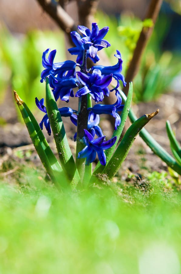 Jacinth stock photo. Image of bright, growth, holland - 122287096