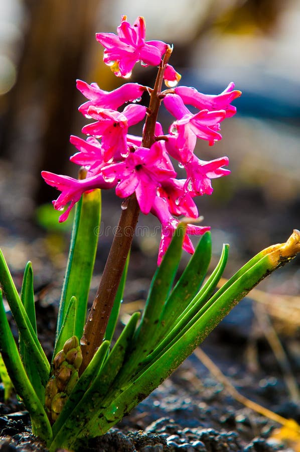 Jacinth stock image. Image of botanical, bell, blooming - 122287123