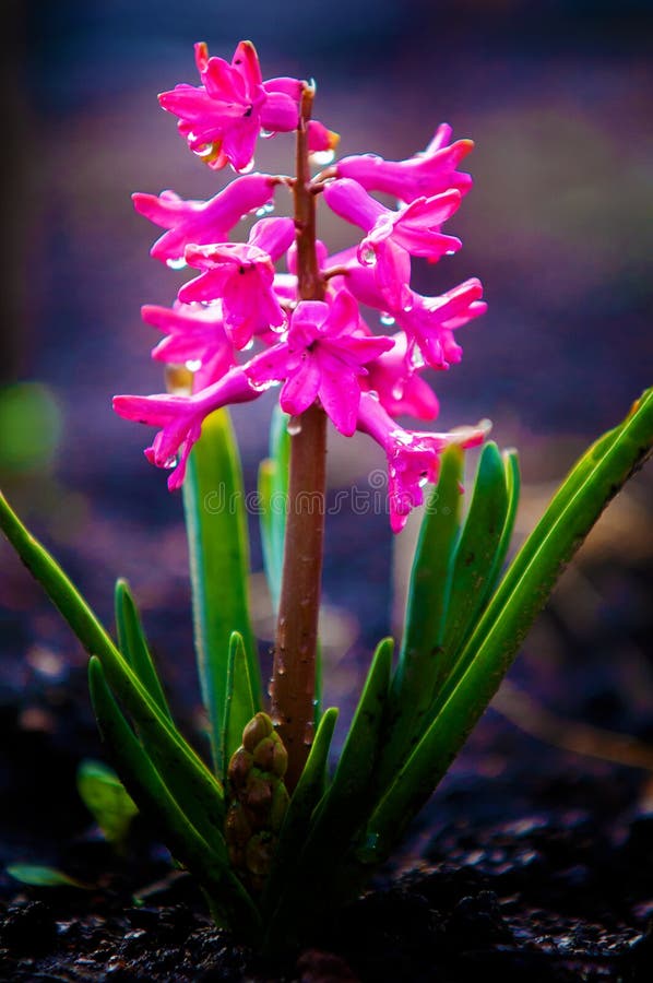 Jacinth stock image. Image of gardening, holland, flowers - 122287125