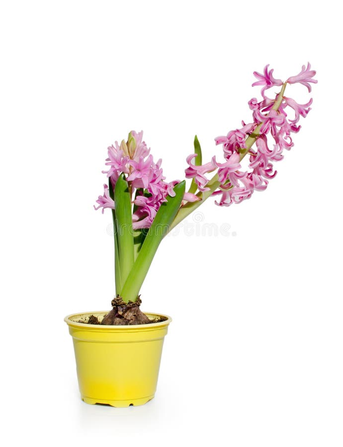 Jacinth stock photo. Image of onion, green, color, pink - 50464860