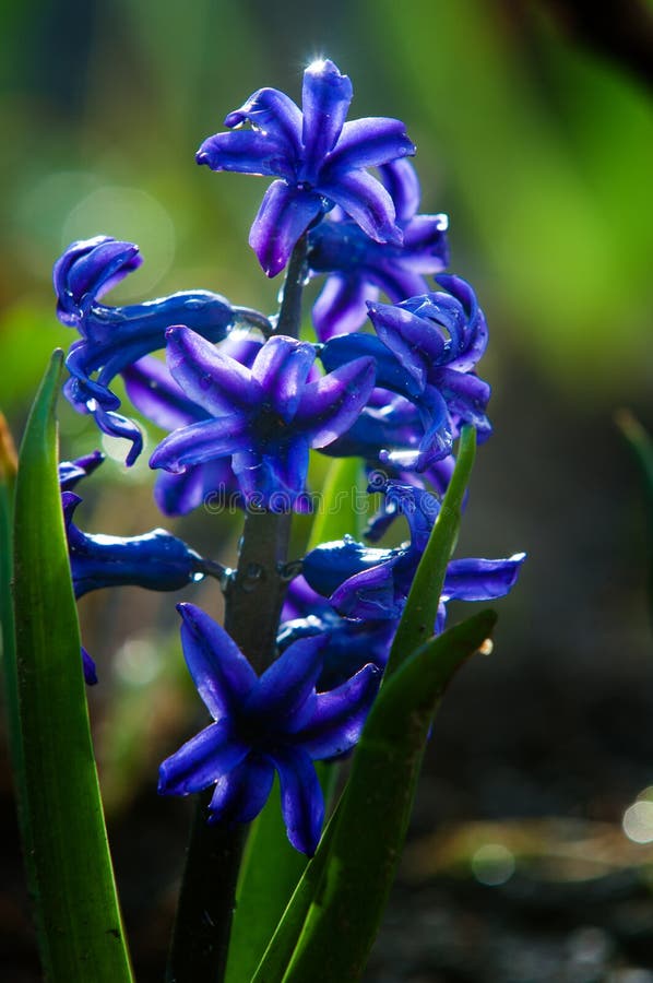 Jacinth stock photo. Image of bell, garden, beautiful - 122273564