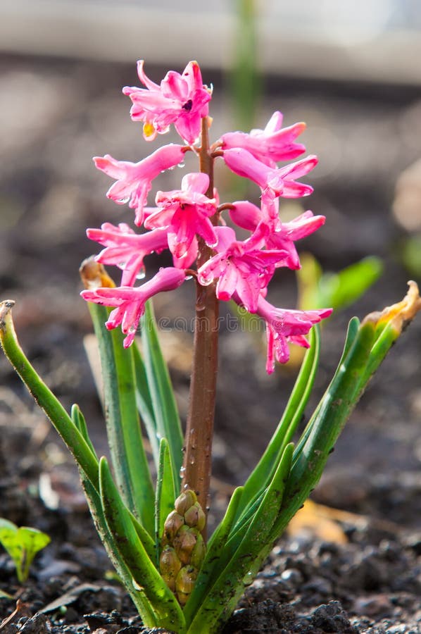 Jacinth stock photo. Image of jacinth, beautiful, flowers - 122287210