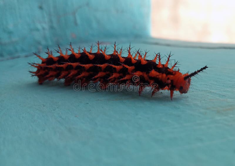 Jacintha Eggfly Caterpillar Stock Image - Image of westjava, insects ...