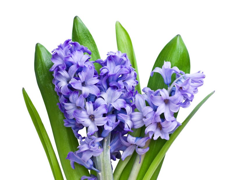 Jacinthe bleue image stock. Image of ressort, jacinthe - 50873733