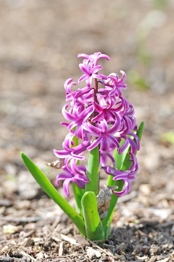 Jacinthe Blanche Sur Le Fond Blanc Image stock - Image du isolement ...