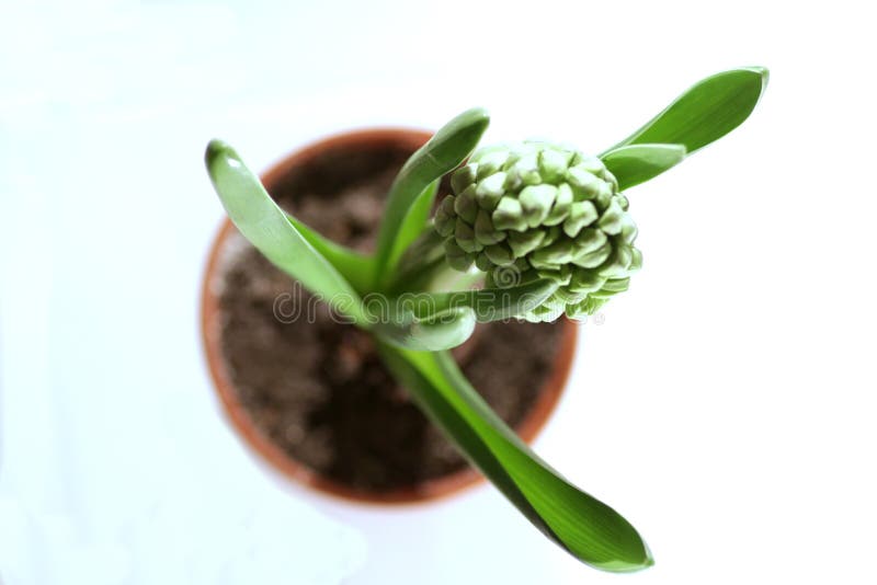 Jacinthe photo stock. Image du blanc, beauté, nature - 93151410